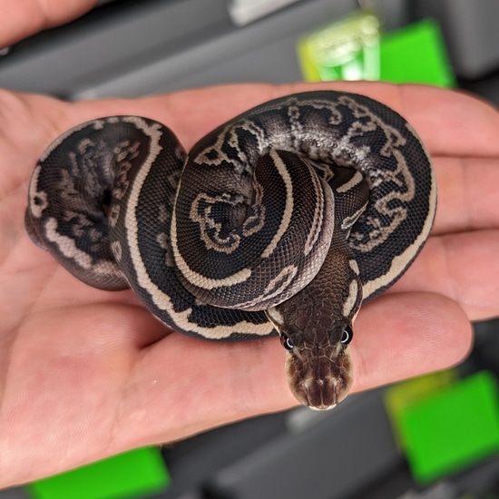 Black Pastel Green Pastel Het Piebald Ball Python by Garden of Eden ...