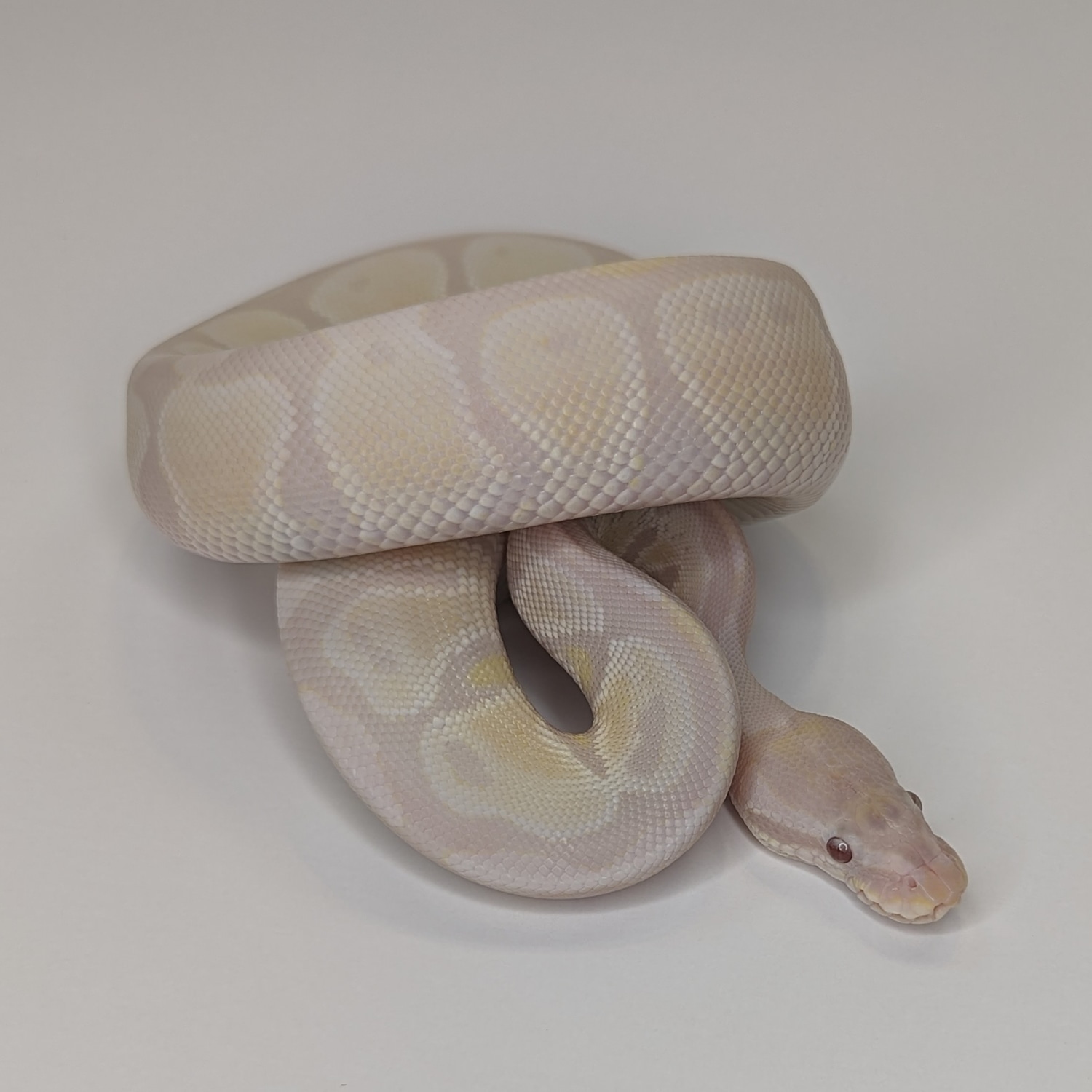Axanthic (VPI) Lavender Albino Ball Python by Garden of Eden Exotics ...