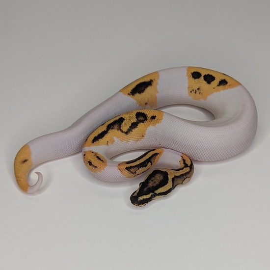 OD Fire Leopard Piebald Het Axanthic (VPI) Ball Python by Garden of ...