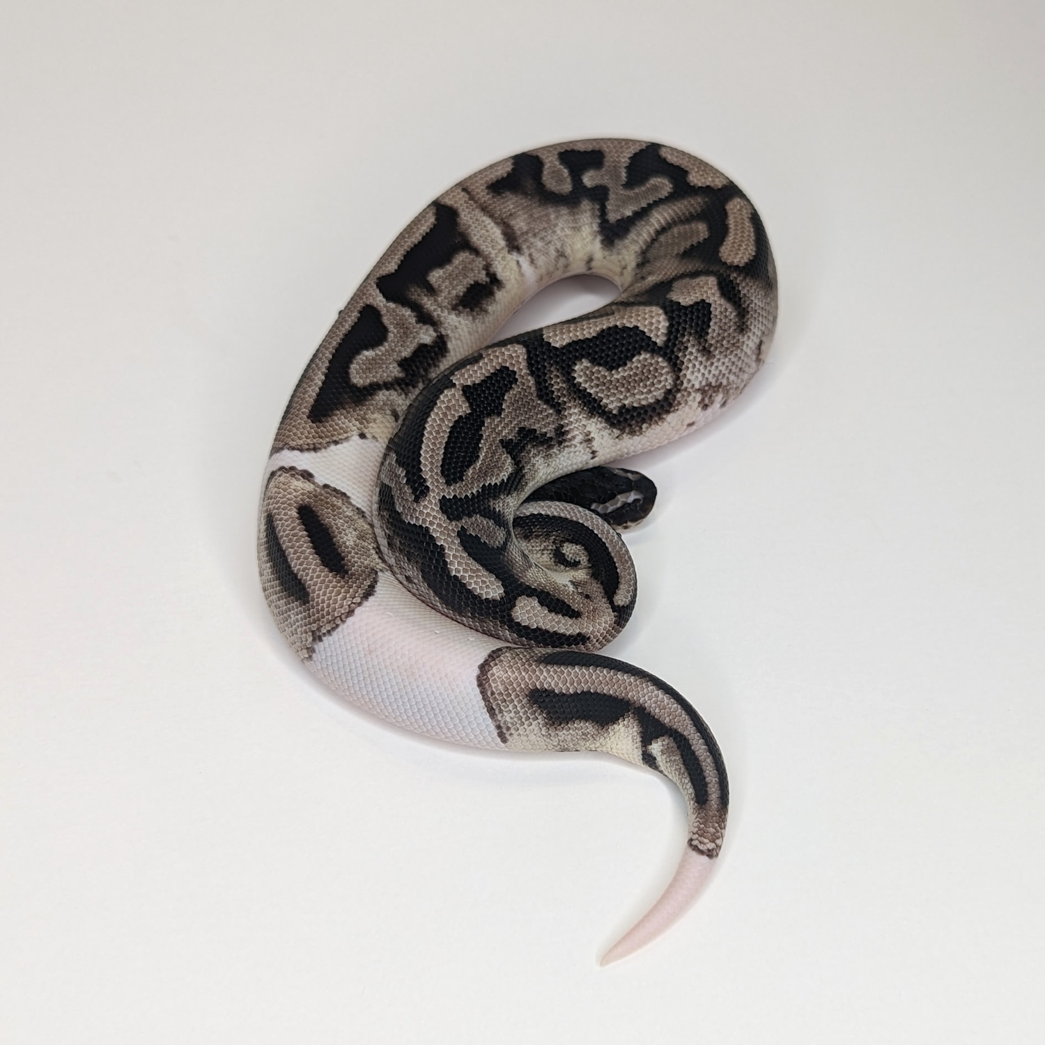 Axanthic (VPI) Leopard Piebald Ball Python by Garden of Eden Exotics ...