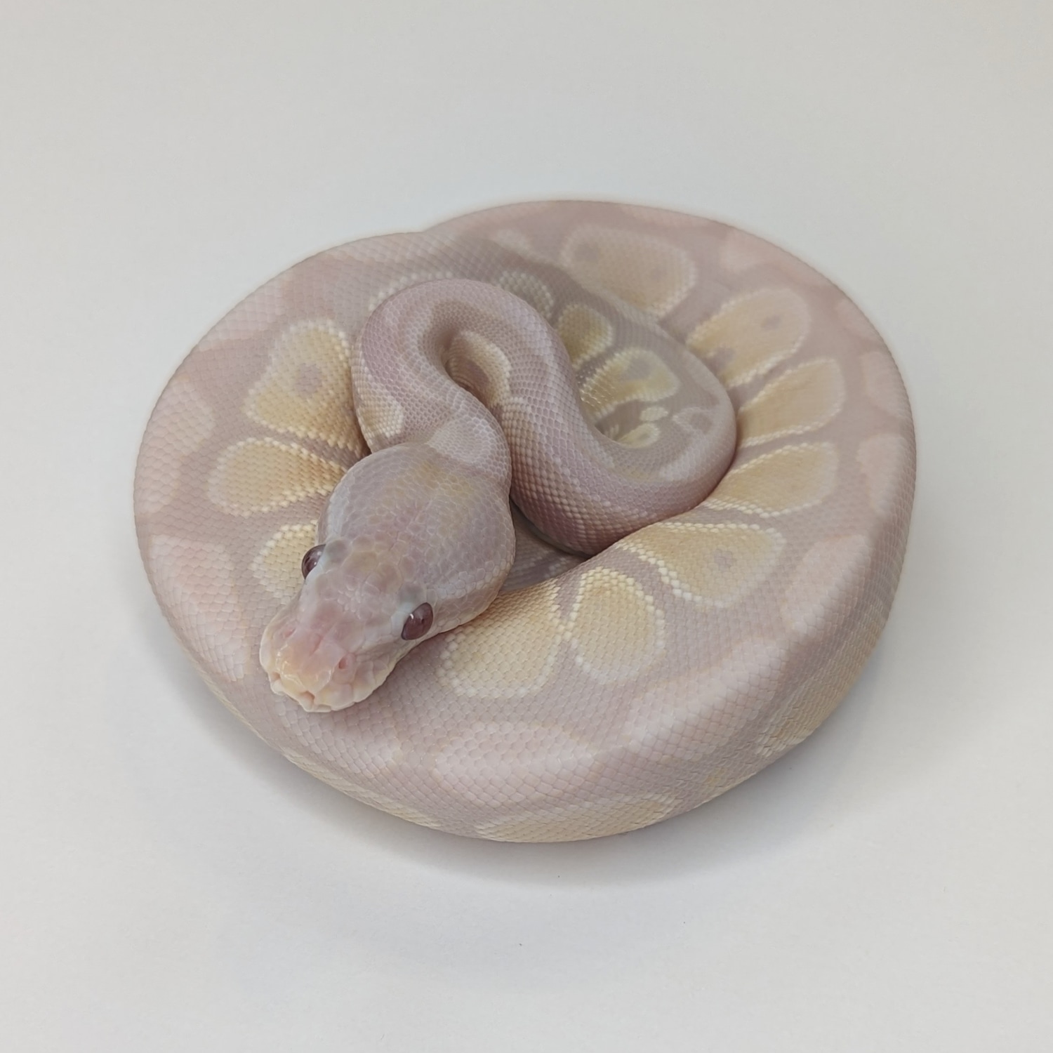 Axanthic (VPI) Lavender Albino Ball Python by Garden of Eden Exotics ...