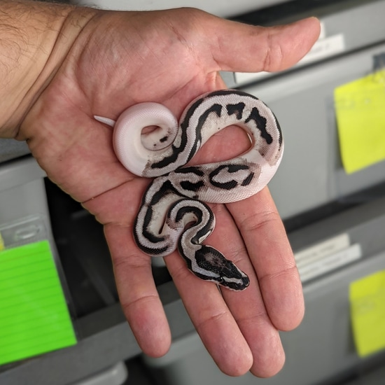 Axanthic (VPI) Orange Dream Leopard Piebald Ball Python by Garden of ...