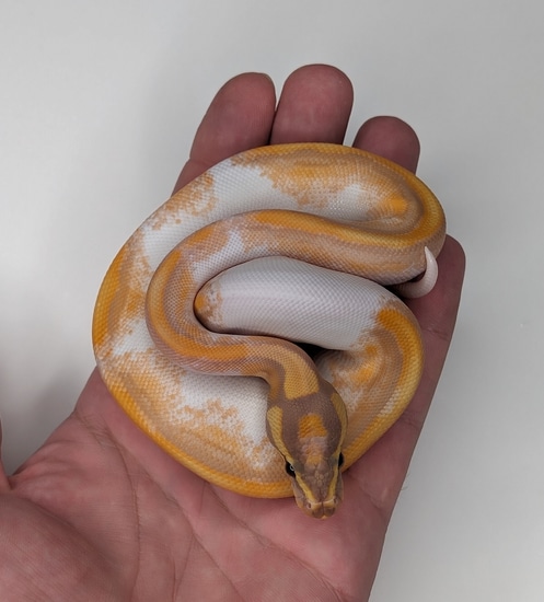 Super OD YB Leo Banana Pied Pos Het Albino Ball Python by Garden of Eden Exotics LLC