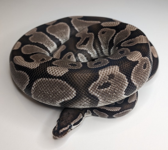Axanthic Het Clown Het Piebald Ball Python by Garden of Eden Exotics LLC