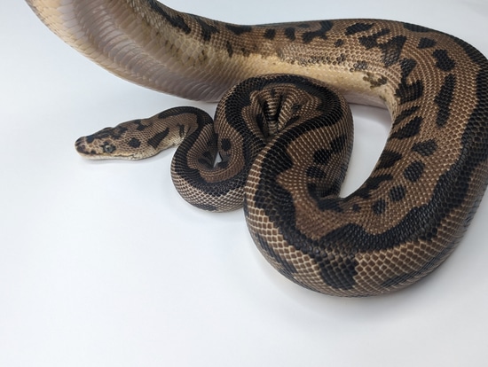 Batman Het Axanthic (VPI) Ball Python by Garden of Eden Exotics LLC
