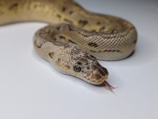 Pastel Calico Clown Het Axanthic (VPI) Ball Python by Garden of Eden ...