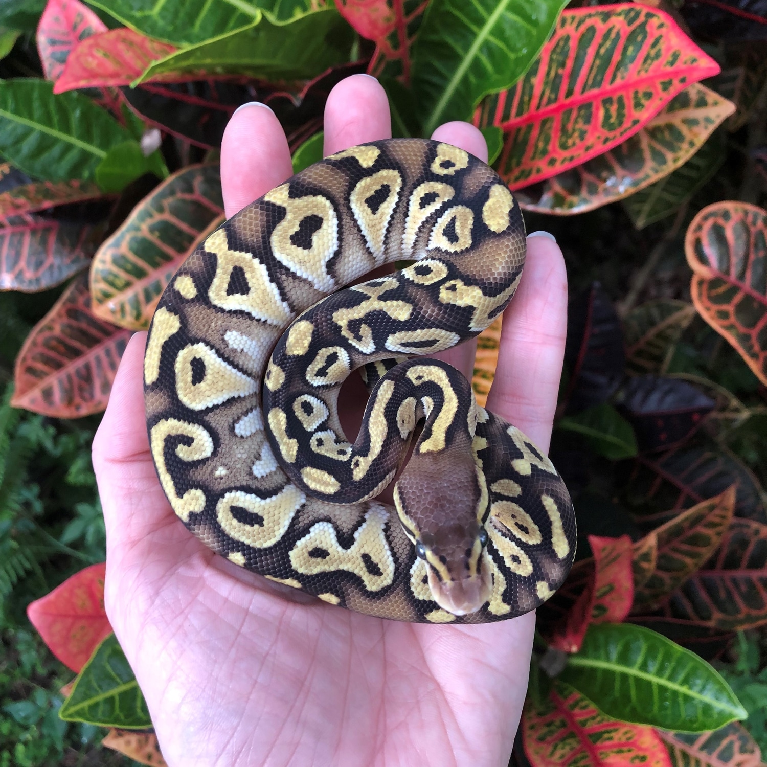 Pastave Ball Python by Gardner Reptiles - MorphMarket