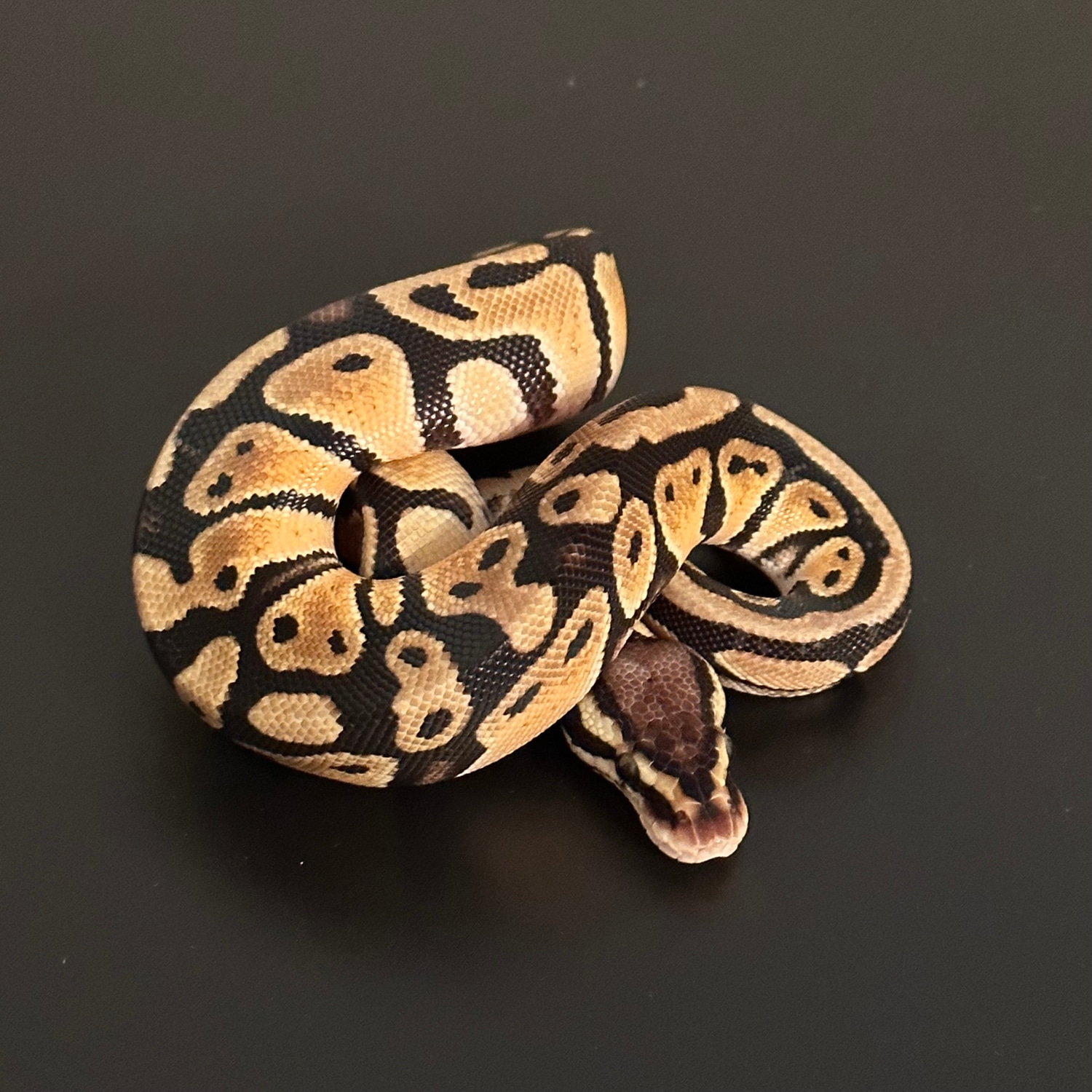 Pastel OD Het Clown Ball Python by Gardner Reptiles - MorphMarket