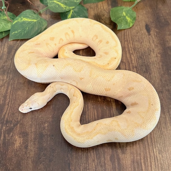 Pastel Banana Clown Ball Python by Gardner Reptiles