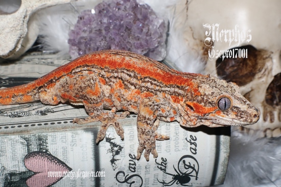 "Merphos" Proven Orange Stripe Gargoyle Gecko by Gargoyle Queen Reptiles