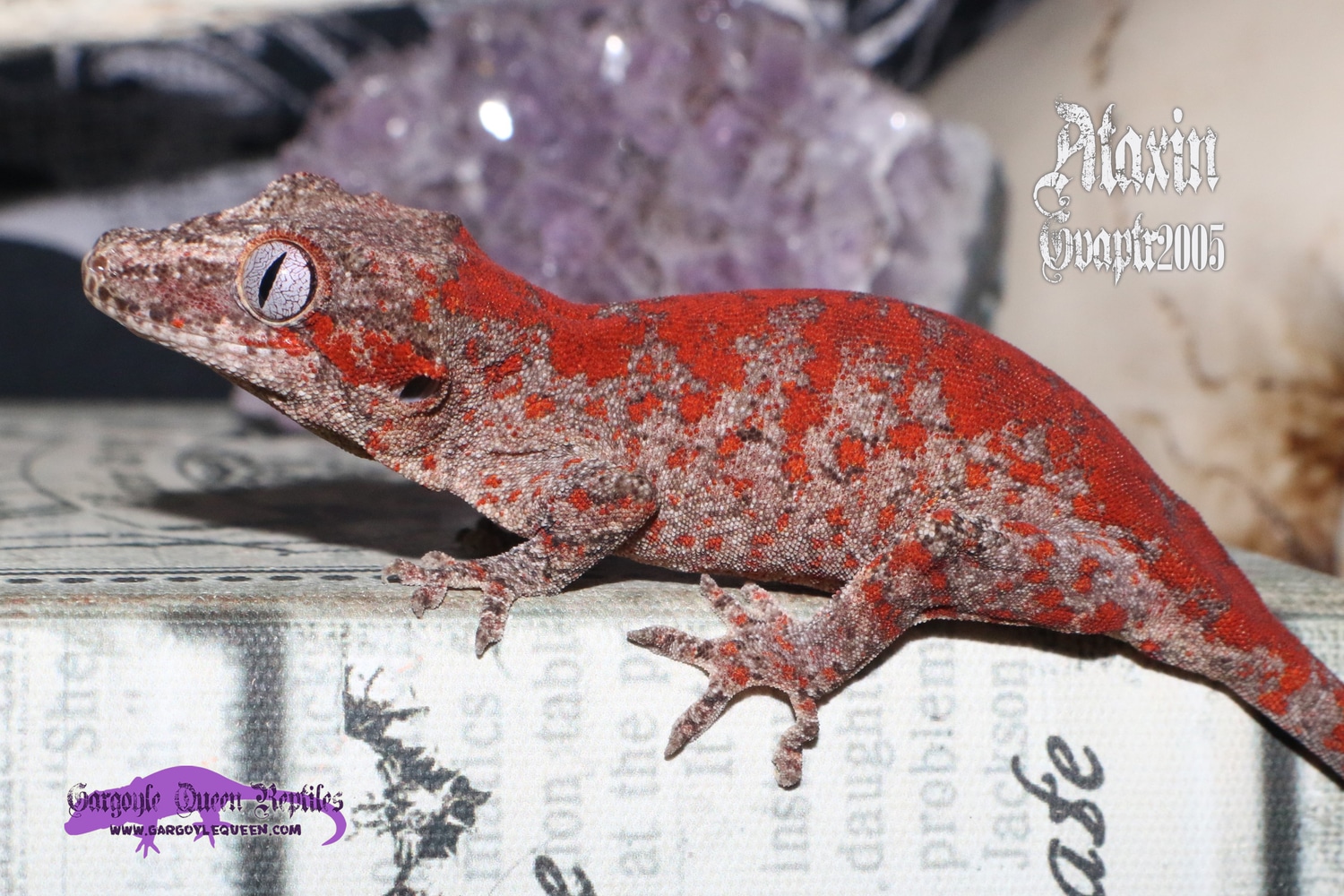 "Ataxin" Red Skeleton Ultra Blotch Gargoyle Gecko by Gargoyle Queen ...