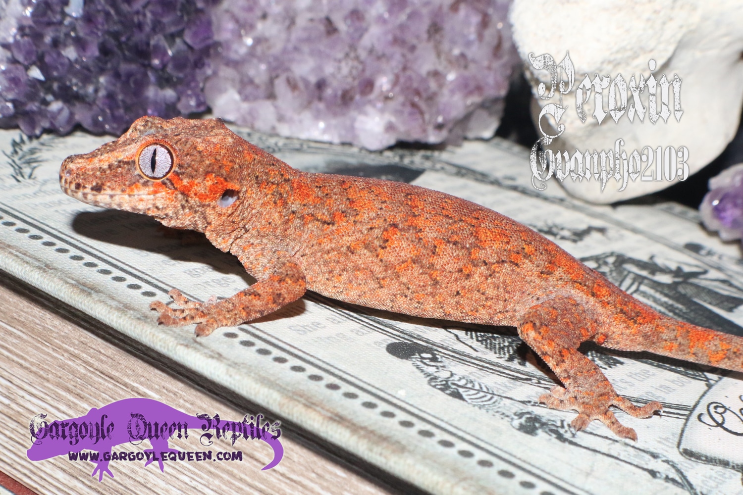 "Peroxin" Orange Blotch Banded Reticulated W/ Red Base Gargoyle Gecko ...