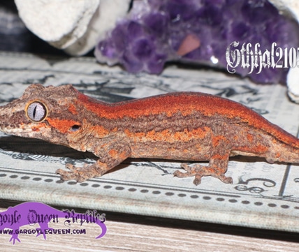 "Boolean" Red Ultra Skeleton Super Blotch Gargoyle Gecko by Gargoyle ...