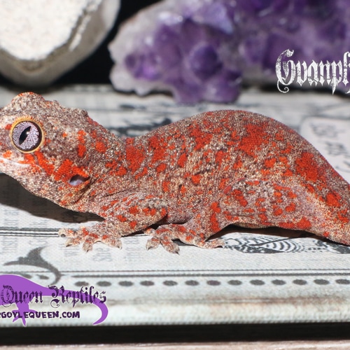 Gargoyle Queen Reptiles - MorphMarket