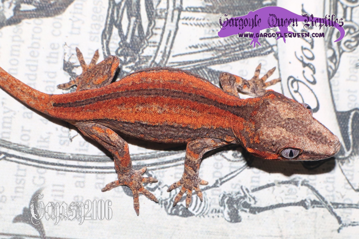 High Color Red/Orange Bacon Stripe Gargoyle Gecko by Gargoyle Queen ...