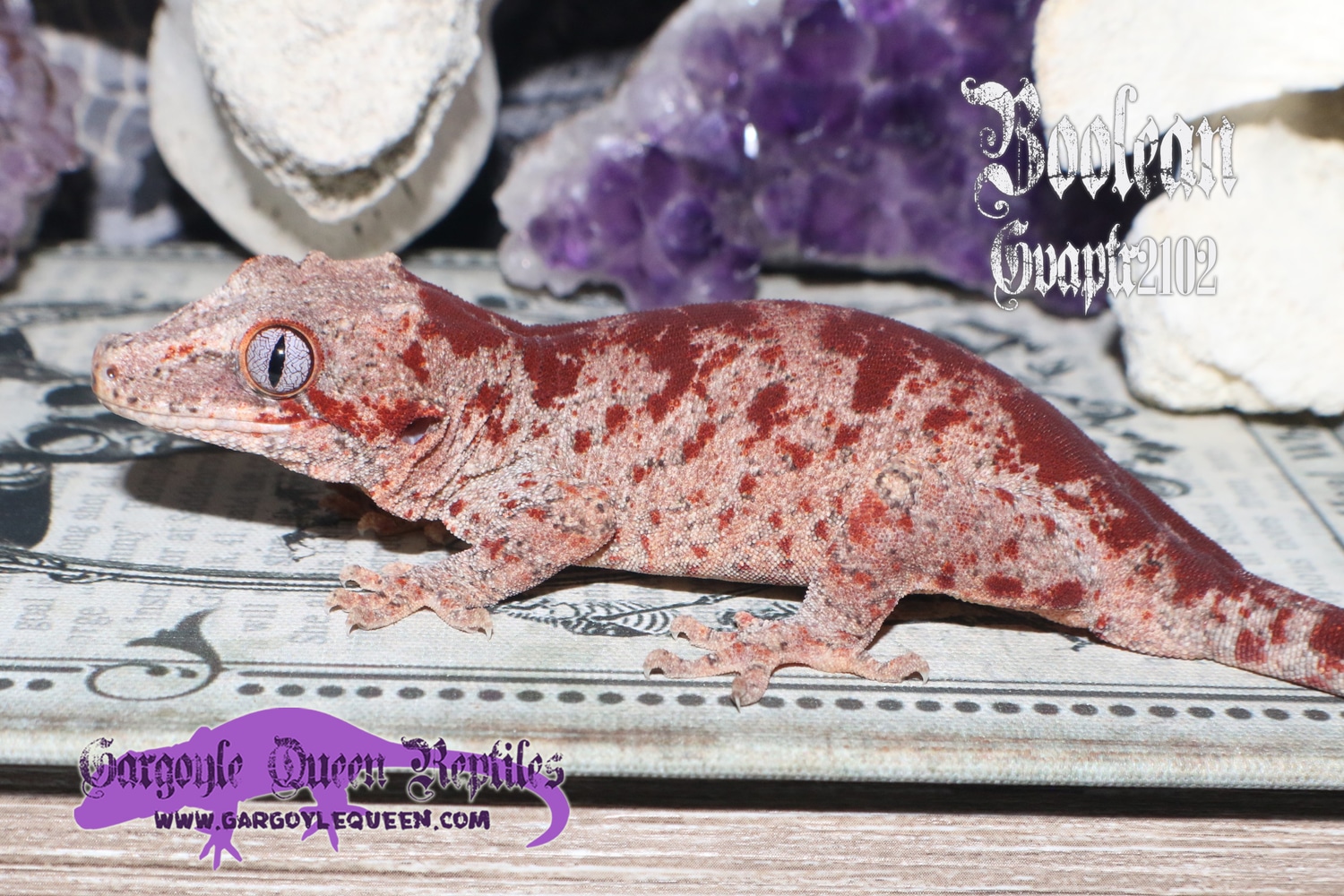 "Boolean" Red Ultra Skeleton Super Blotch Gargoyle Gecko by Gargoyle ...