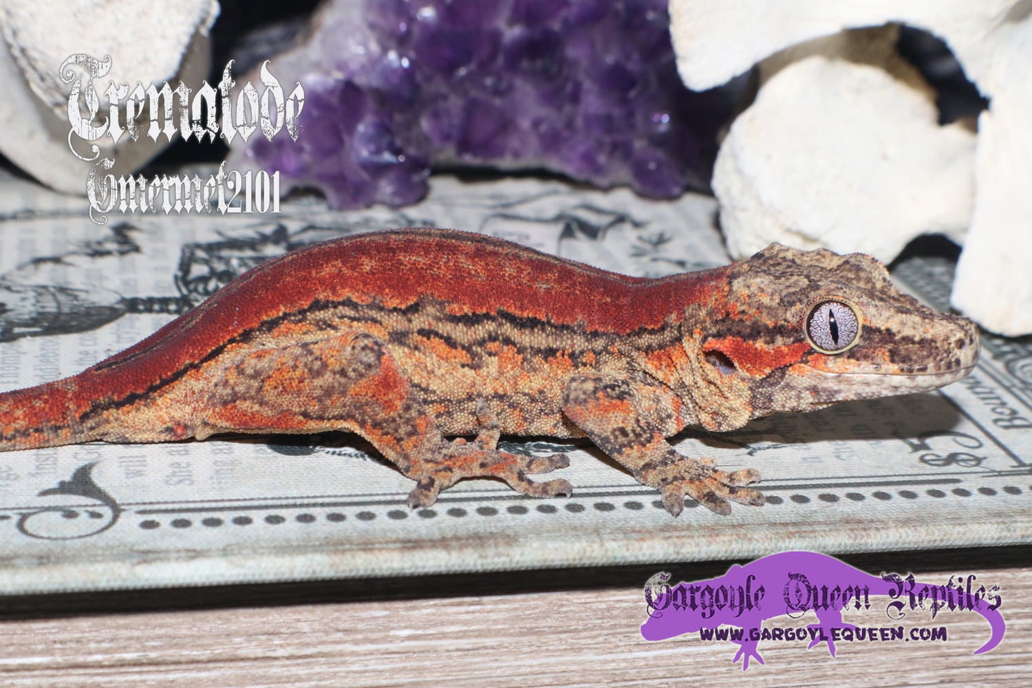 "Trematode" High Color Red Aberrant Stripe Gargoyle Gecko by Gargoyle ...