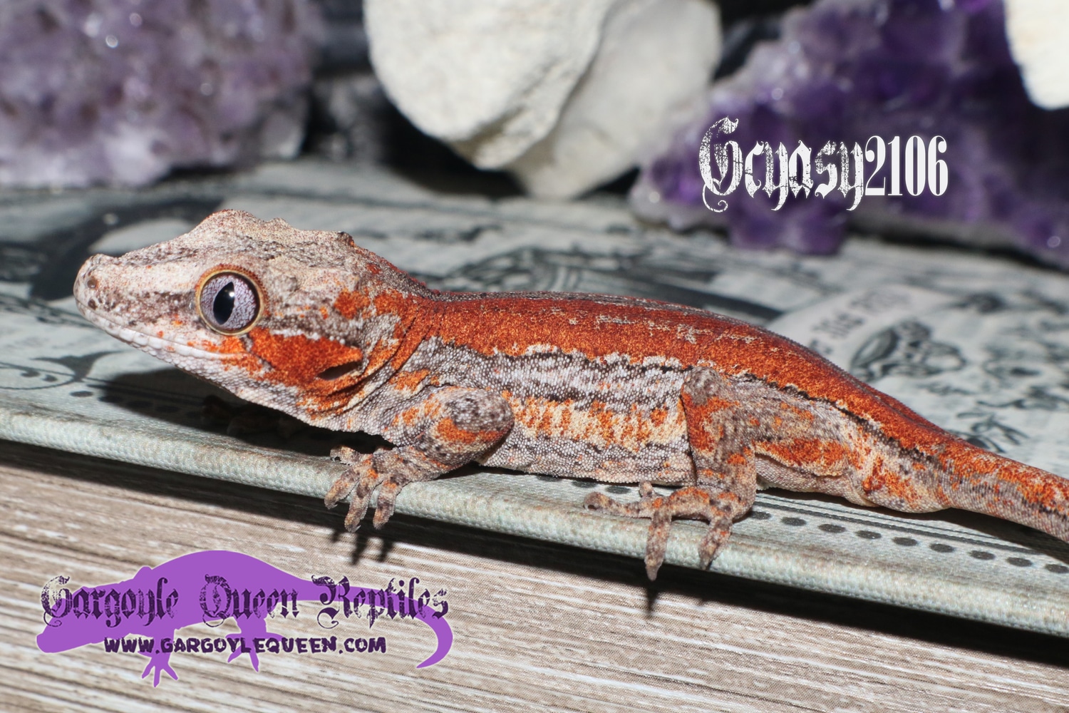 High Color Red/Orange Bacon Stripe Gargoyle Gecko by Gargoyle Queen ...