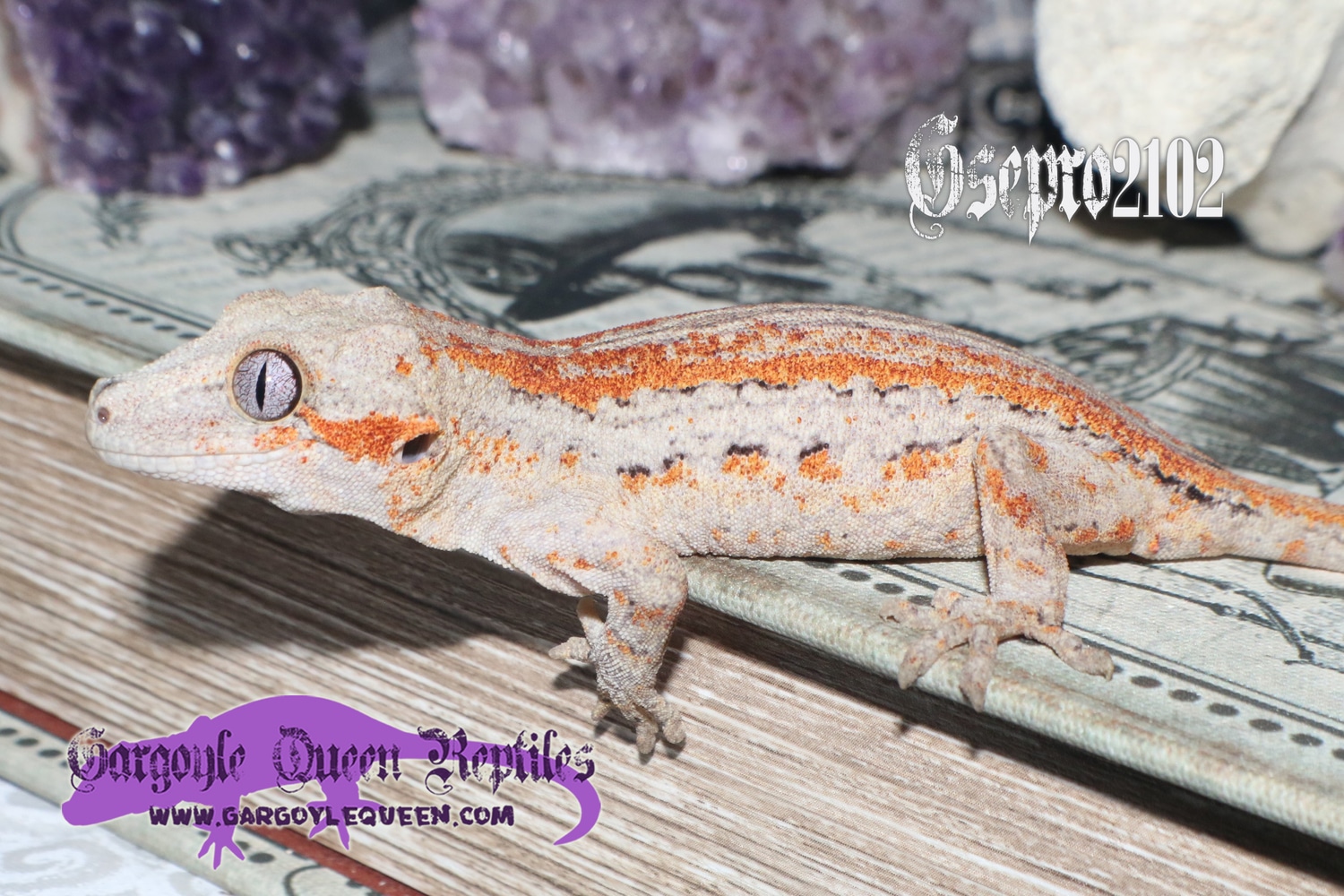 Orange Aberrant Super Stripe (Base) Gargoyle Gecko by Gargoyle Queen ...