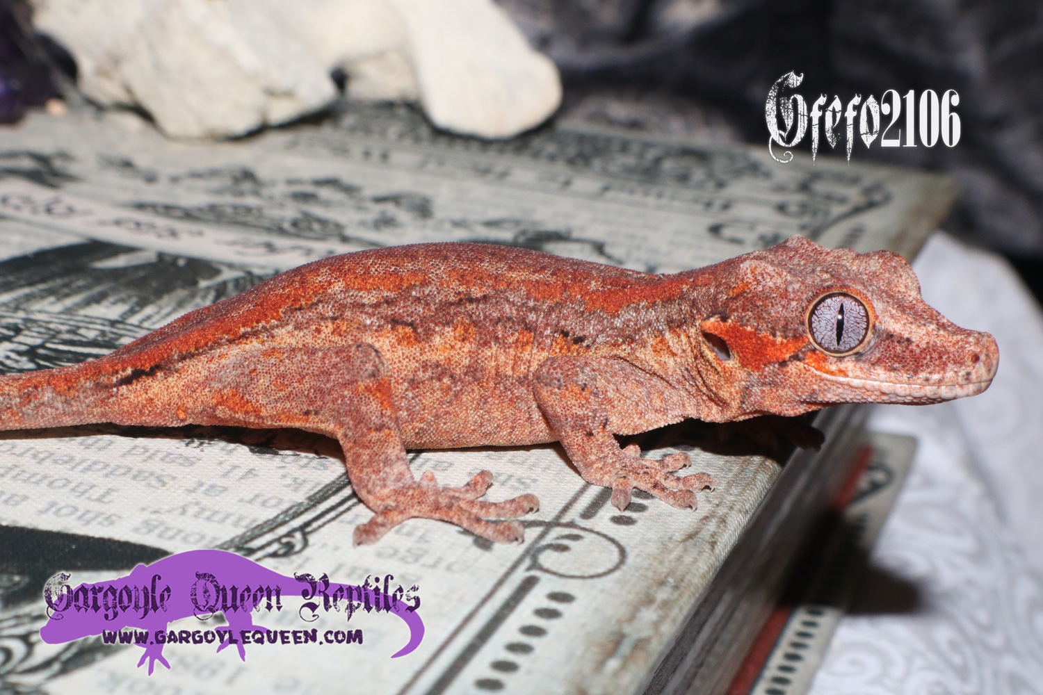 Partial Bacon (Red/Orange) Stripe Gargoyle Gecko by Gargoyle Queen ...