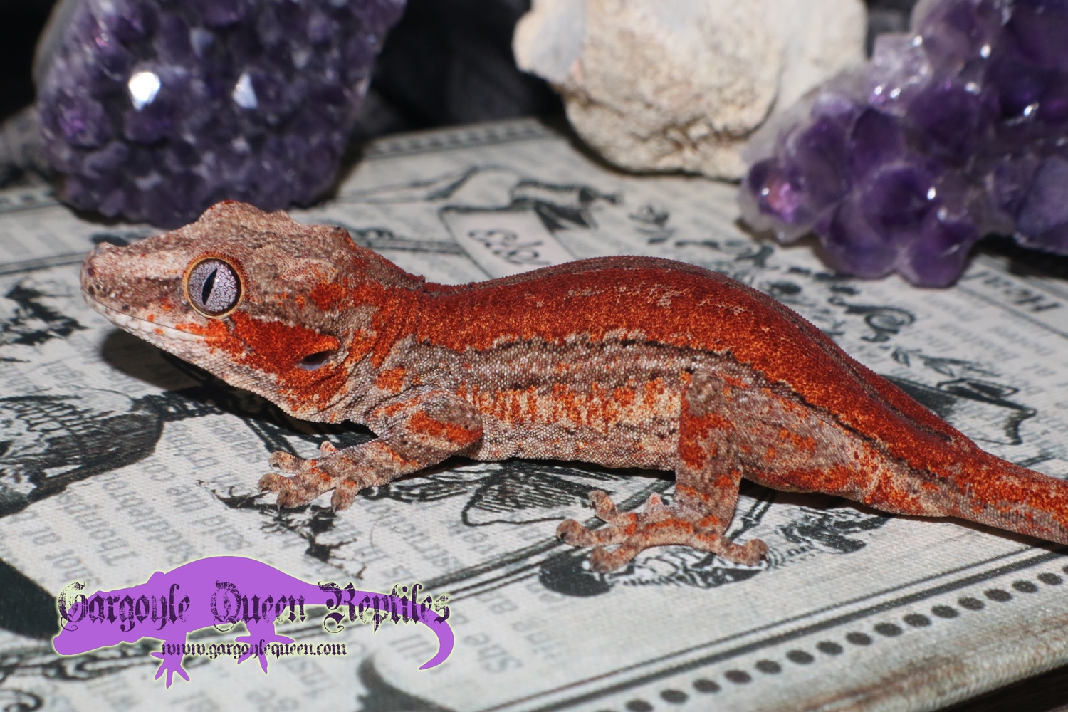 High Color Red/Orange Bacon Stripe Gargoyle Gecko by Gargoyle Queen ...