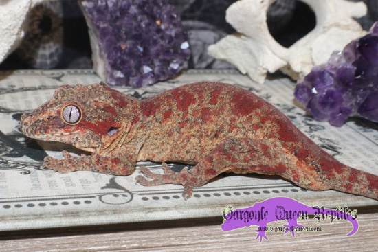 Red Based Red Super Blotch Gargoyle Gecko by Gargoyle Queen Reptiles