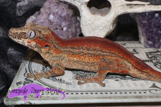 High Color Red/Orange Bacon Stripe Gargoyle Gecko by Gargoyle Queen ...