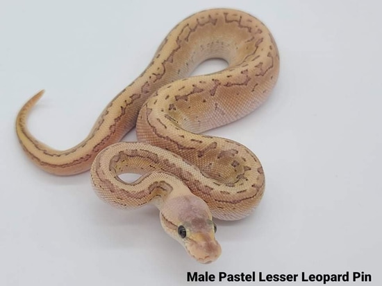 Pastel Lesser Leopard Pin Ball Python by Garland Exotics