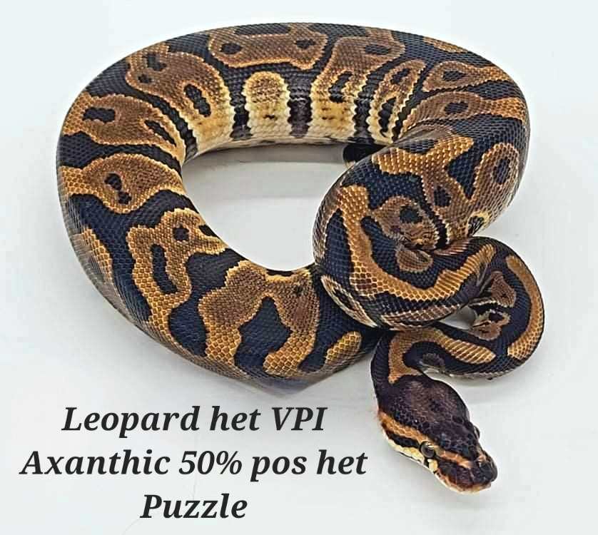 Male Leopard Het Vpi Axanthic 50% Het Puzzle Ball Python by Garland ...