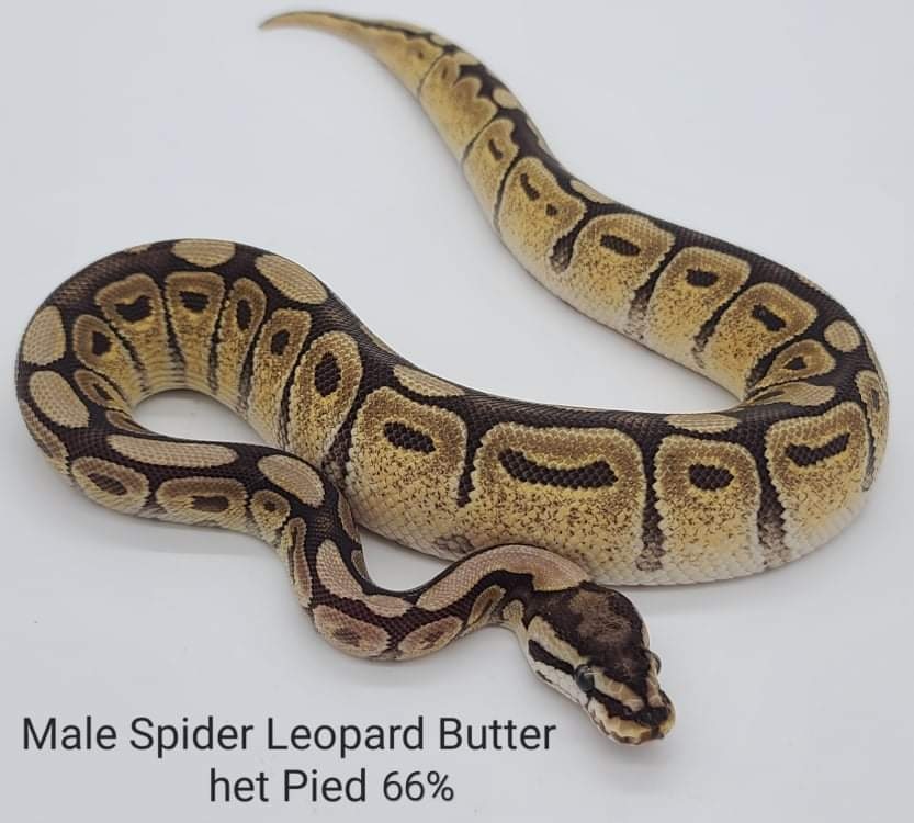 Spider Leopard Butter 66% Het Pied Ball Python by Garland Exotics ...