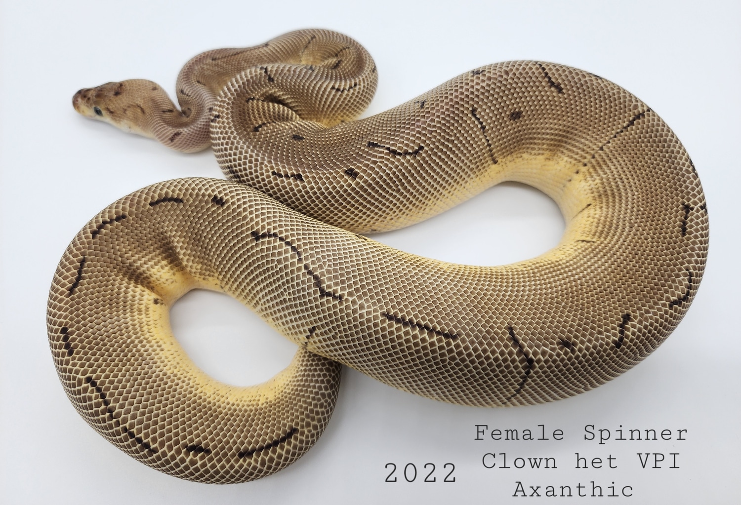 Spinner Clown Het Vpi Ball Python by Garland Exotics - MorphMarket
