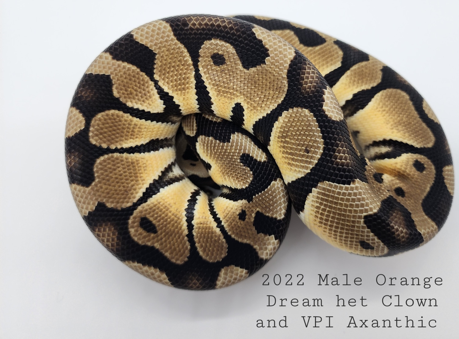 Orange Dream Het Clown Het Vpi Ball Python by Garland Exotics - MorphMarket