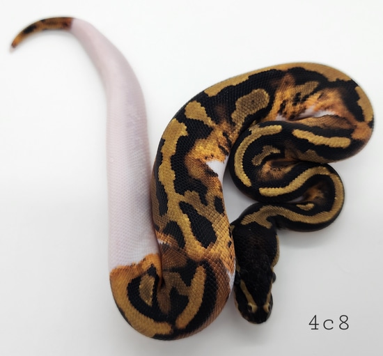 Leopard Pied Ball Python by Garland Exotics