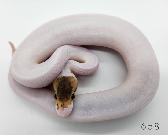 Super Leopard Lemonblast Pied Ball Python by Garland Exotics