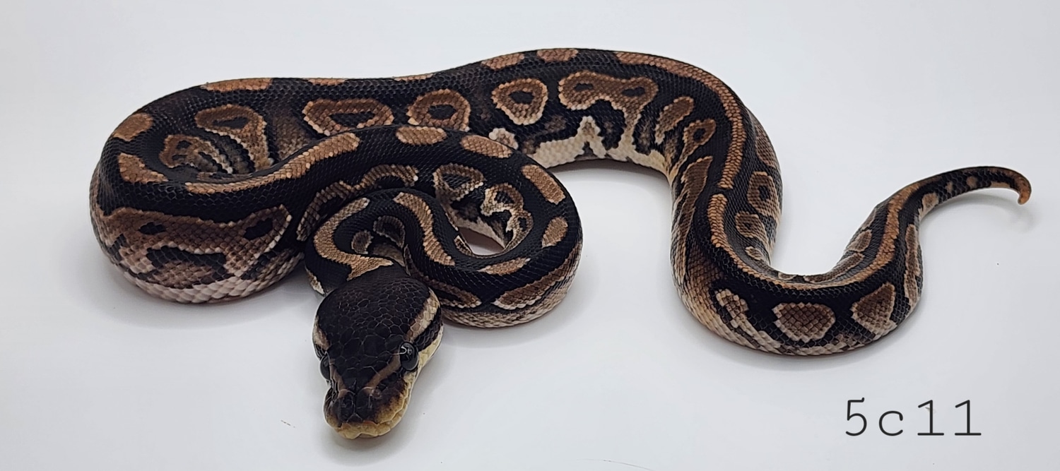 Cinnamon Het Vpi Pied Ball Python by Garland Exotics - MorphMarket