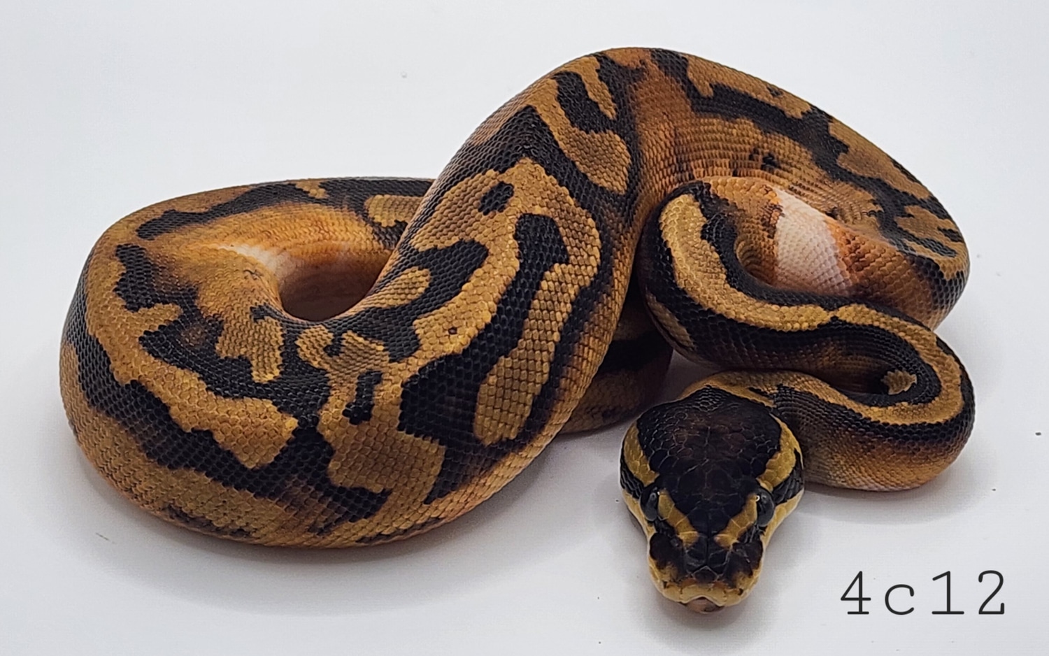 Leopard Pied Ball Python by Garland Exotics - MorphMarket