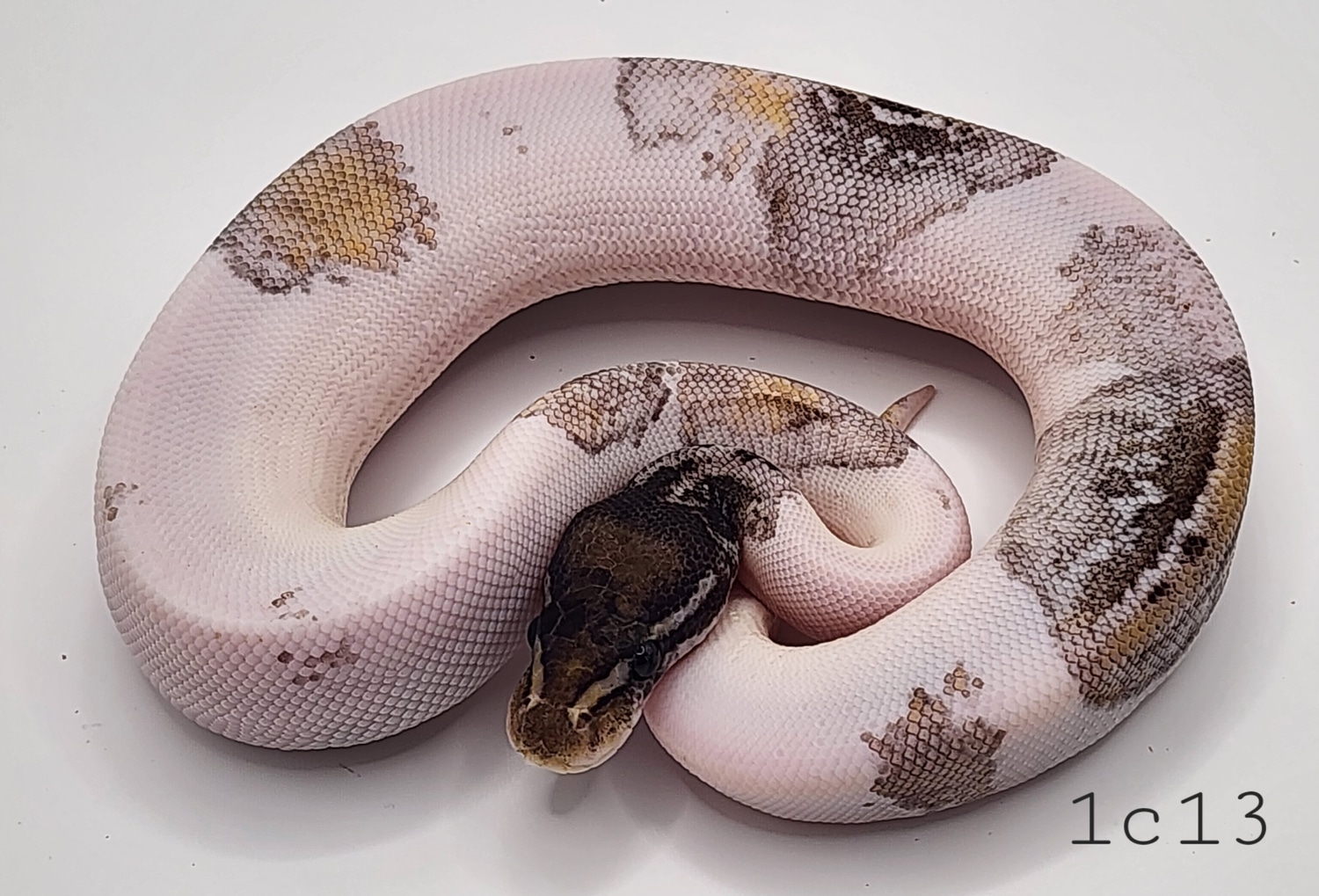 Mojave Leopard Pastel Pin Pied Ball Python by Garland Exotics - MorphMarket