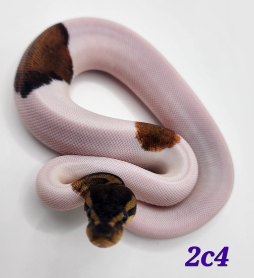 Female Blackhead Mahogany Pied Ball Python by Garland Exotics