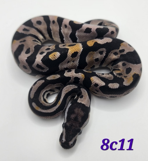 Male Vpi Static Paradox Ball Python by Garland Exotics
