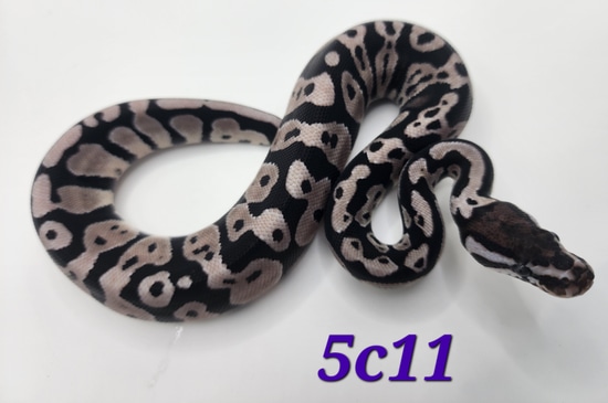 Female Pastel Static Vpi Axanthic Ball Python by Garland Exotics