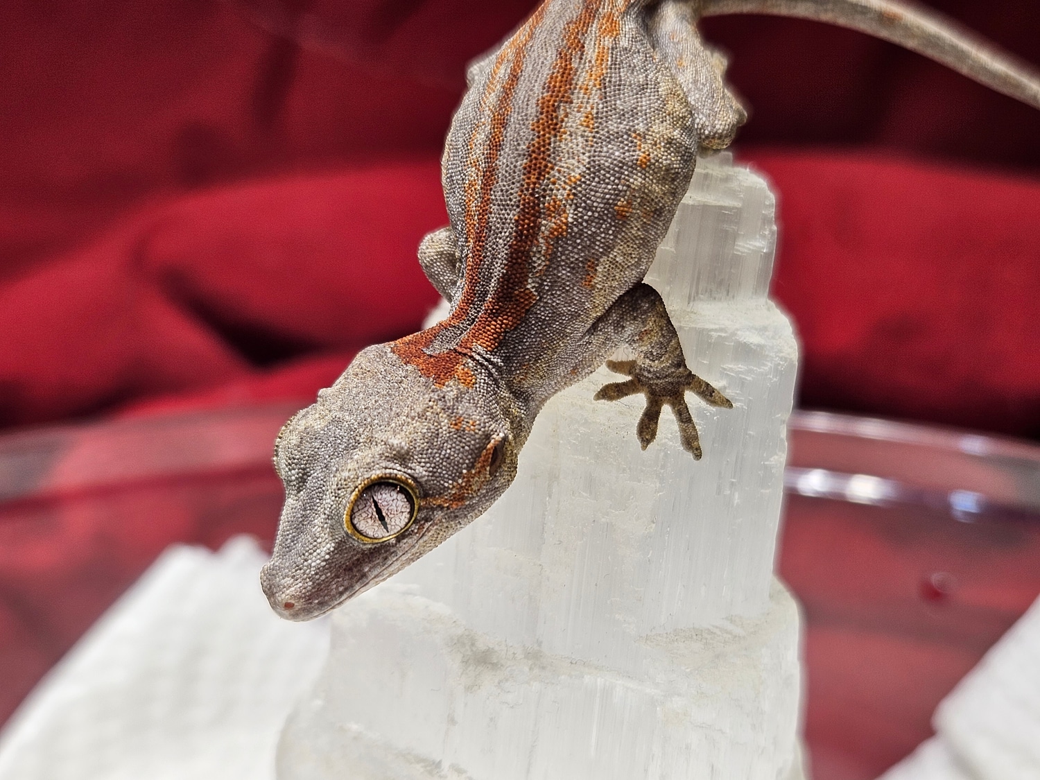 Red/Orange Stripe Gargoyle Gecko by Mad Science Exotics - MorphMarket