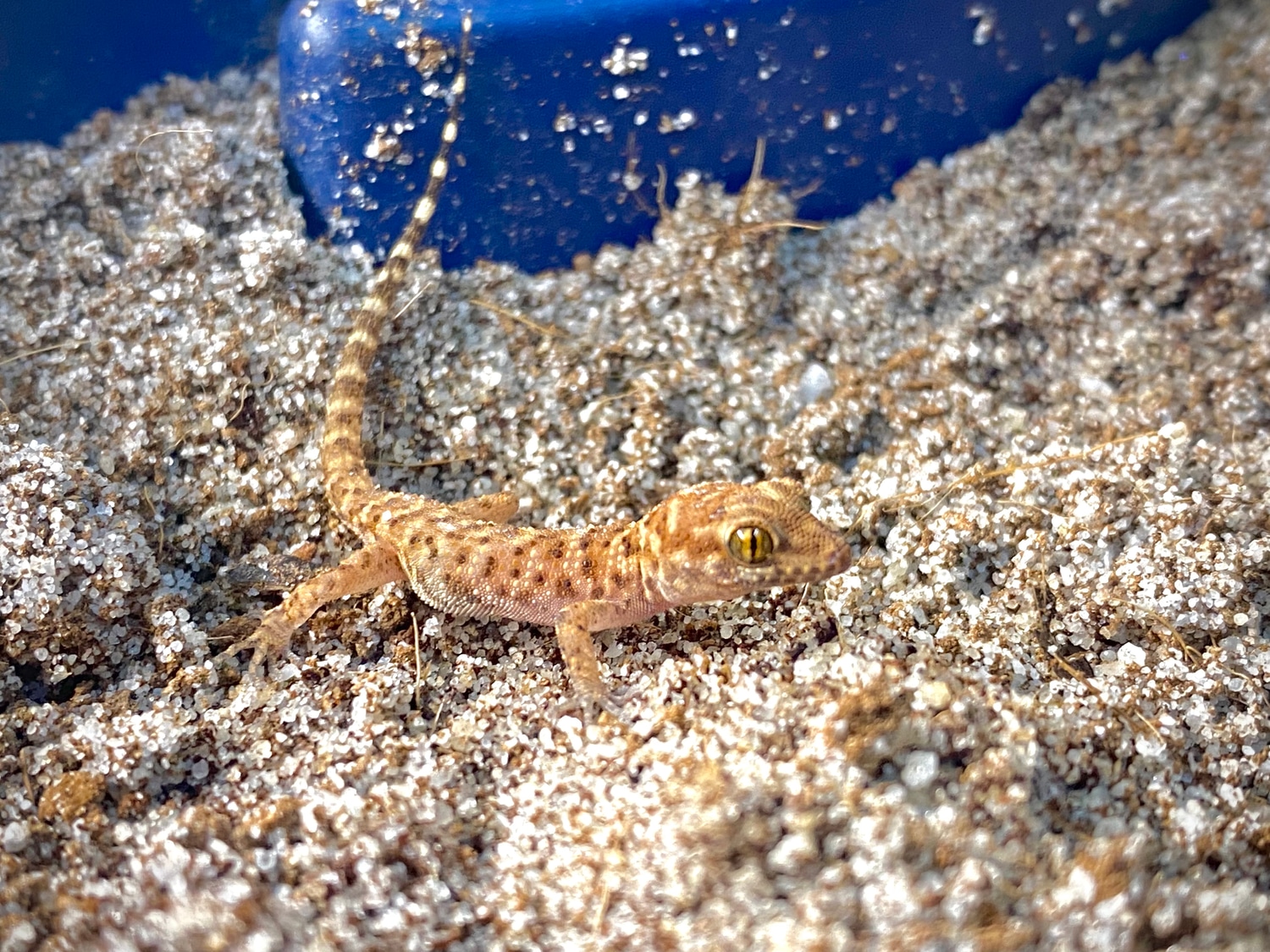 Bynoe’s Geckos Well Started Heteronotia Binoei More Gecko by Garnet's ...