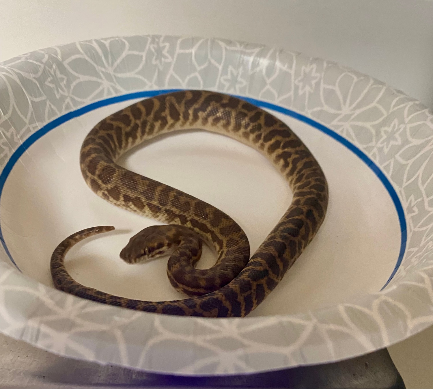 Stimson's Python Antaresia Stimsoni Children's Python by Garnet's ...