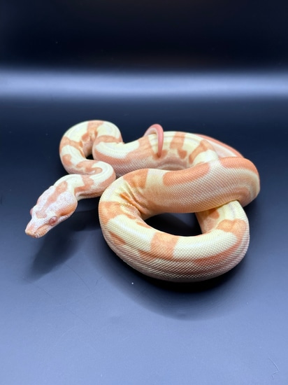 Lipstick Motley Sunglow Poss Jungle Boa Constrictor by Garriga Morphs
