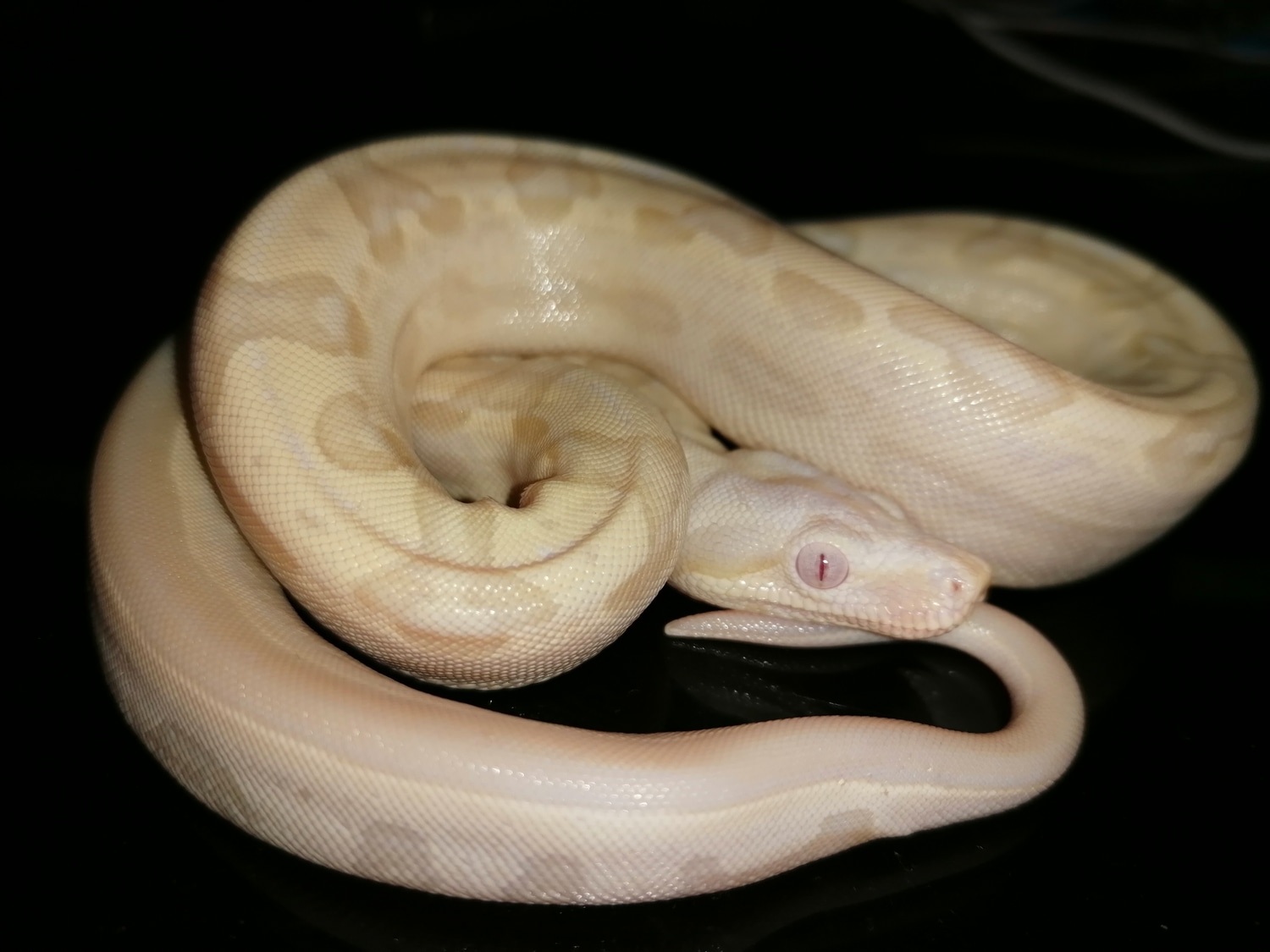 Motley Moonglow Jungle Boa Constrictor by Absolute constrictors ...