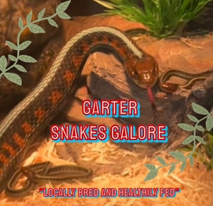 California Red Sided Garter Snake by East Coast Cali's - MorphMarket