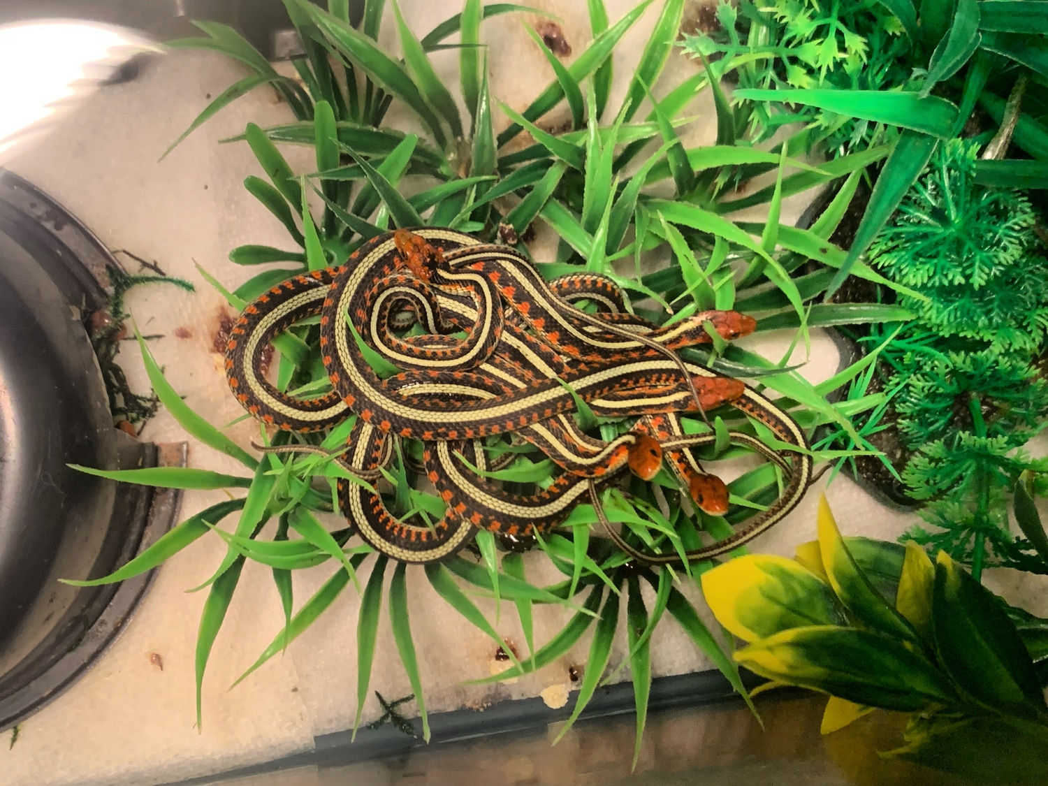 California Red-Sided Garter Garter Snake by East Coast Cali's - MorphMarket