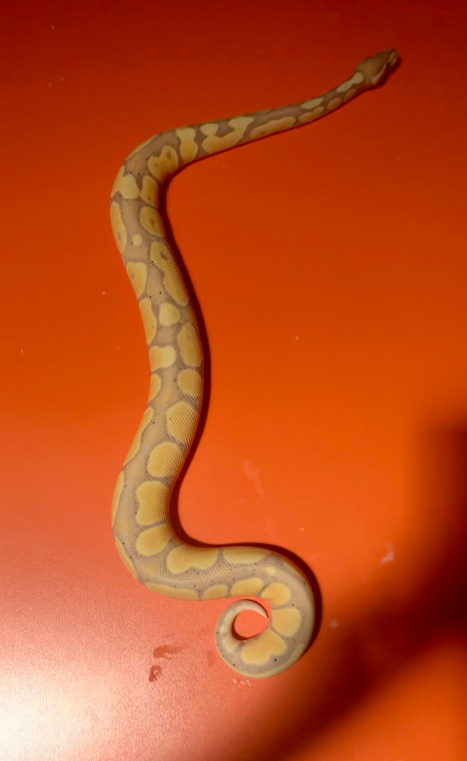 YellowBelly Ball Python by East Coast Cali's - MorphMarket