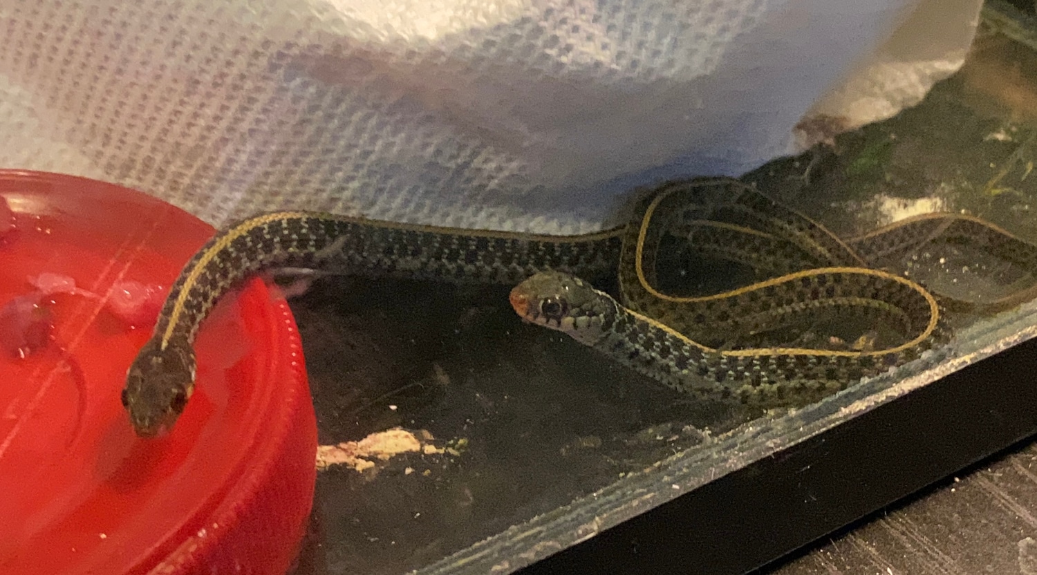 Florida Eastern Garter Snakes (Pair Of Females) by East Coast Cali's ...