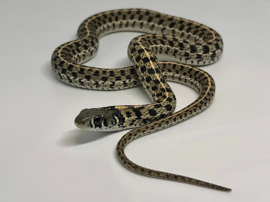 Baby Female Checkered Garter Snake by Garters N’ More